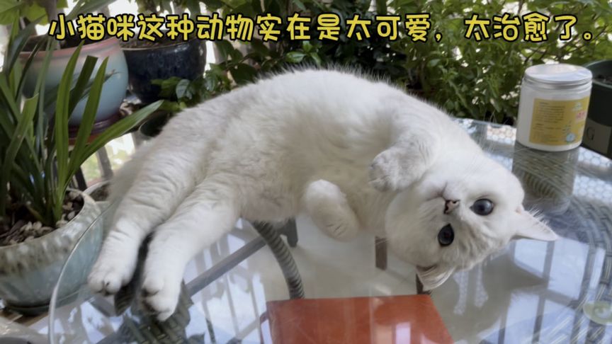 小猫咪的撒娇方式,真的让人无法抵抗,太治愈了这样的生物。