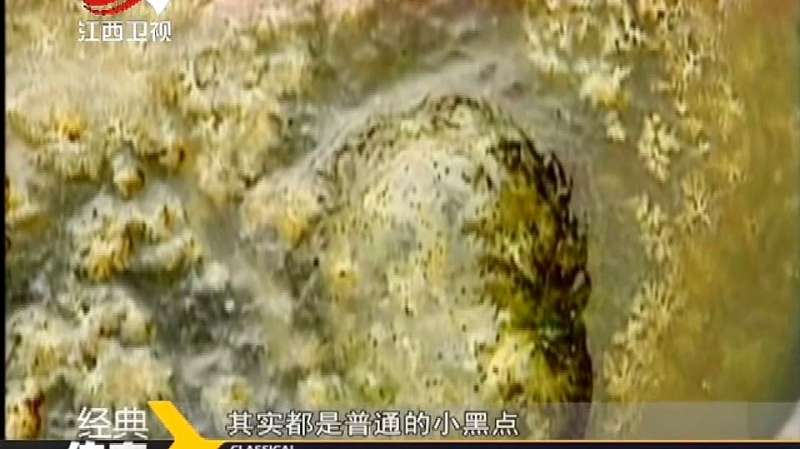 显微镜下竟是个大眼睛,吓到专家,神秘生物究竟是何物?