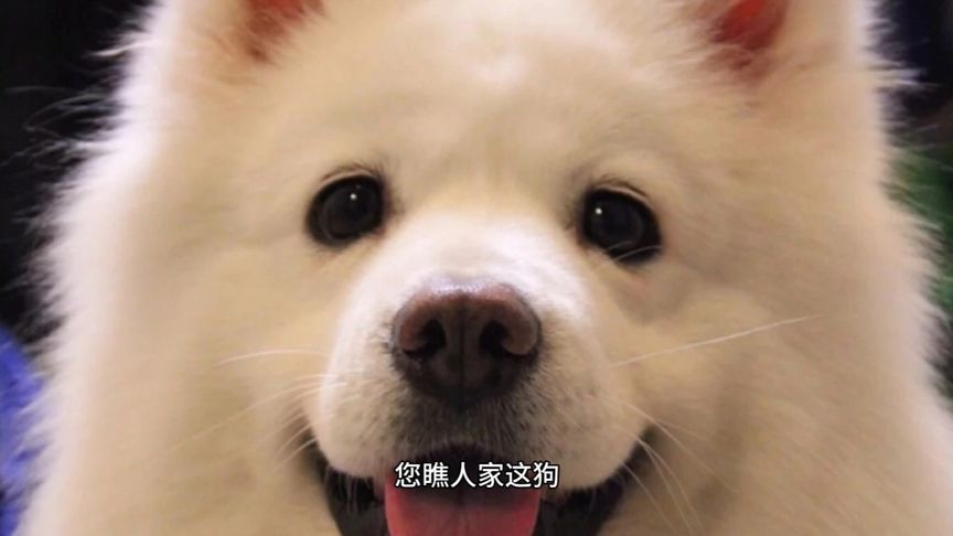 训练狗狗上厕所(一)
