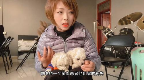 丸子家中7只狗狗生病发烧,被疑感染肺炎,还要求把狗狗单独隔离