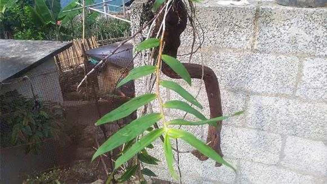 网友说长在树上的石斛都是假的,小伙上山验证!你确定是假的吗?