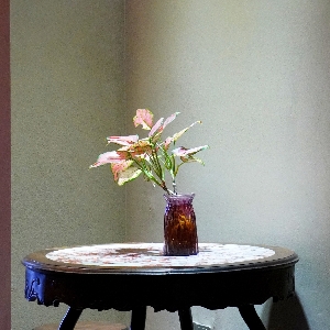 桉树在普吉市喝豆浆 