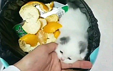 小奶猫为何被铲屎丢到垃圾桶里面!