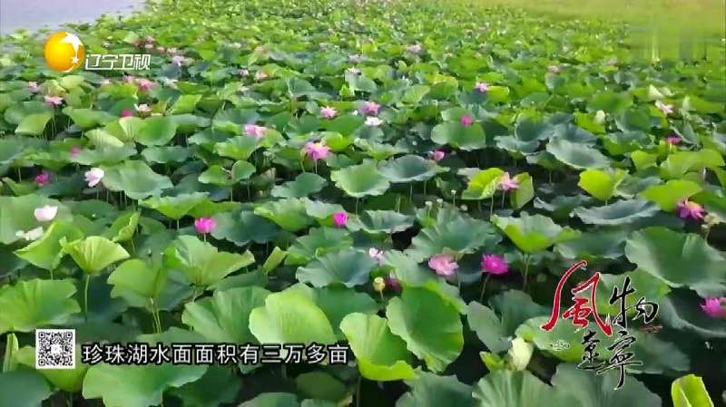 风物辽宁:珍珠湖的荷花自由生长,每年夏天都吸引了无数客人