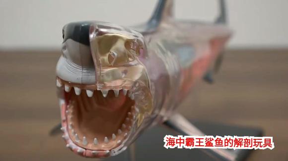 4D 鲨鱼内脏器官骨骼骨架解剖组拼装模型,仿真动物标本玩具