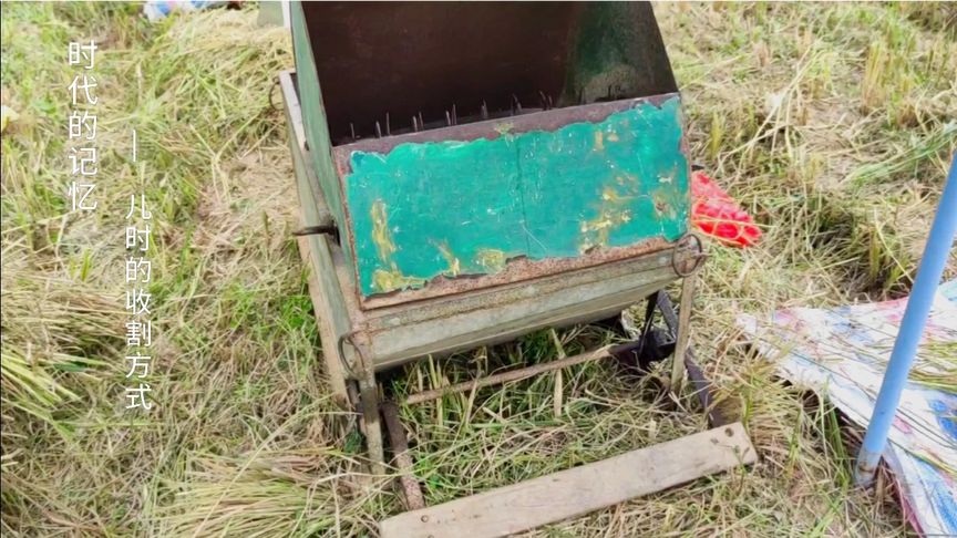 农村原始收稻谷过程 你见过这样的收割方式吗