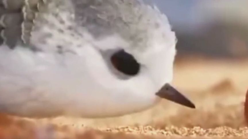 超萌动画短片,皮克斯因祸得福!