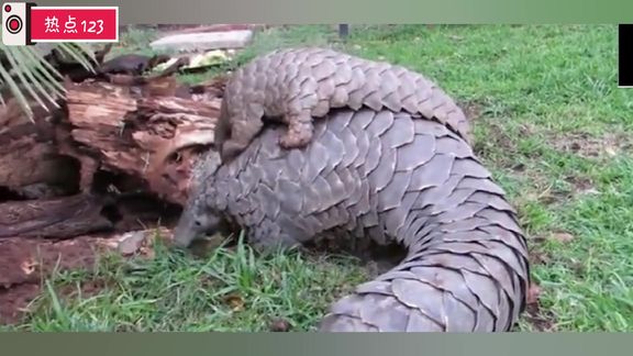 最新科学研究发现:穿山甲是新冠病毒潜在中间宿主添新证