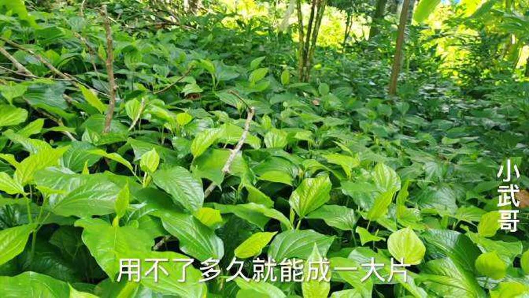 这种天然调味品你认识吗?炒菜煮饭都可以放
