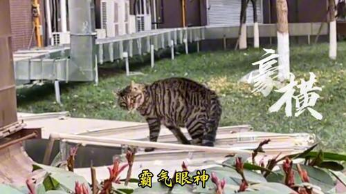 来看看猫咪战斗力十大排行榜,你更喜好哪一个 #猫咪