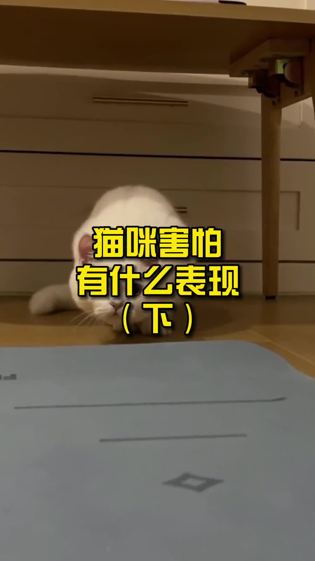 猫咪害怕有什么表现?(下)