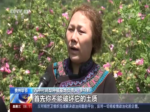 [朝闻天下]贵州毕节 脱贫攻坚 扎实推进 因地制宜发展刺梨产业 野果...