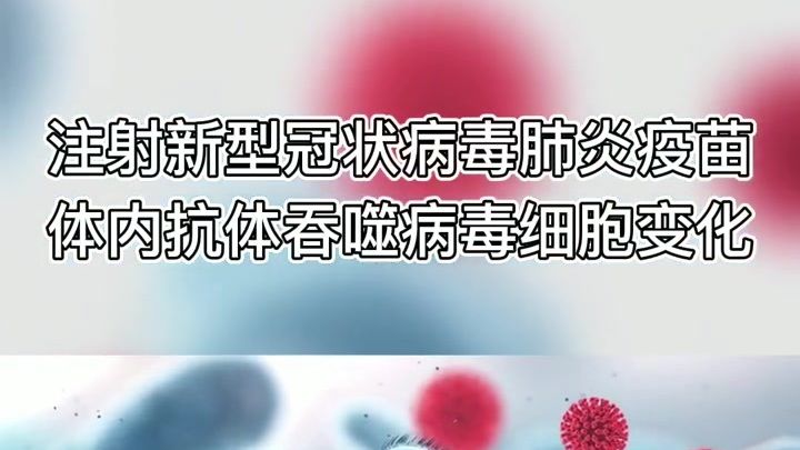 动画演示注射新冠疫苗后抗体吞噬病毒细胞过程