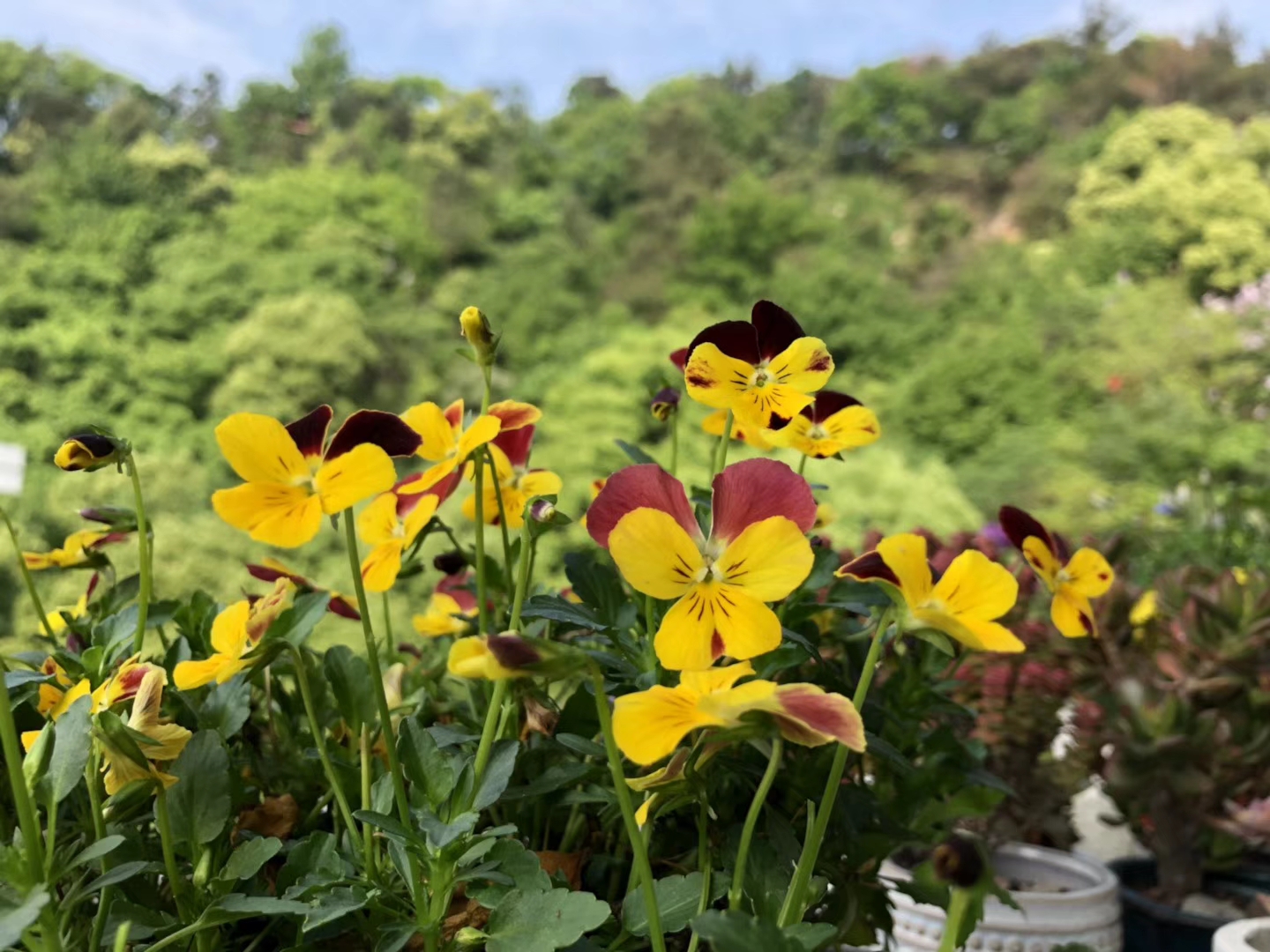 小胖丁带你环游世界 