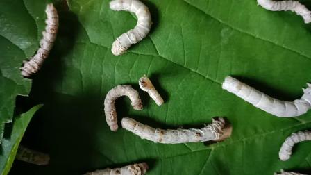 VID20180蚕宝宝蜕皮612174134