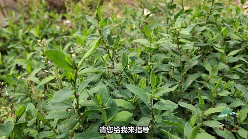 农村常见的一种中草药,遍地都是,好多人却叫不上名字