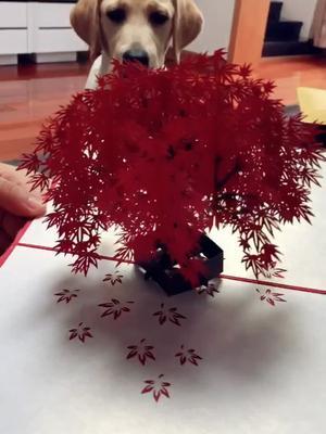 闺女毕业送给老师的贺卡,请忽略旁边一本正经的