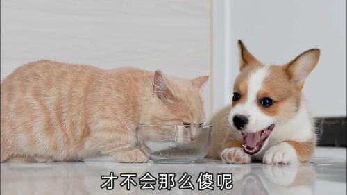 猫和狗打架,猫咪只要正常发挥,就凭一只狗是打不赢的!