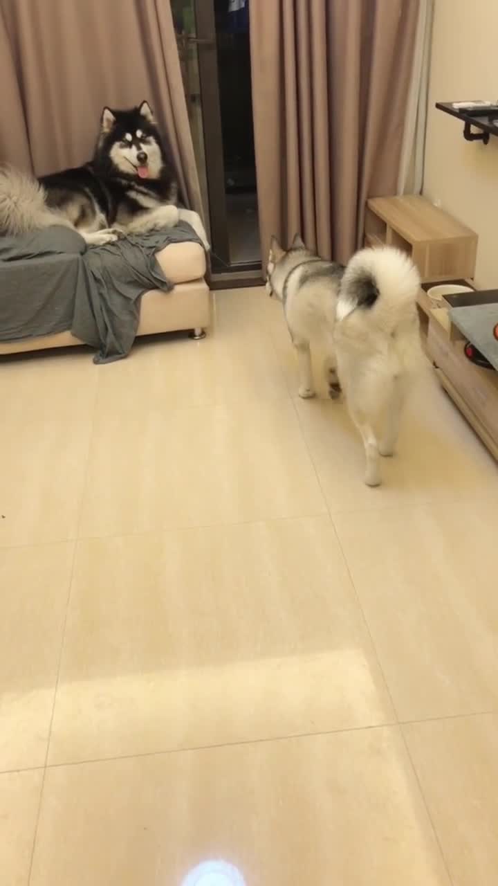 攻击的姿势摆出来,怂的很自然!