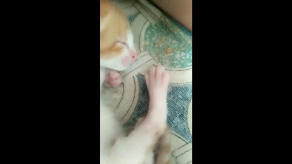 小憨憨呼噜声听过吗?