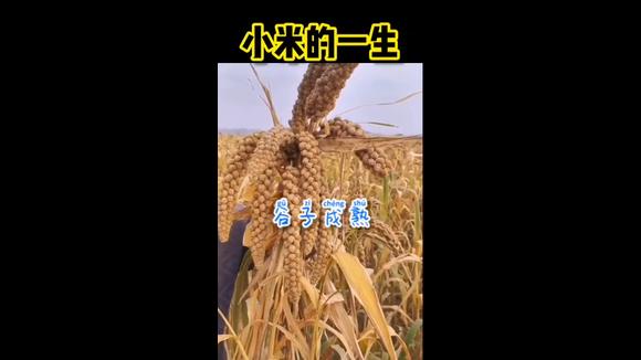 谷子的一生也是农民的一生