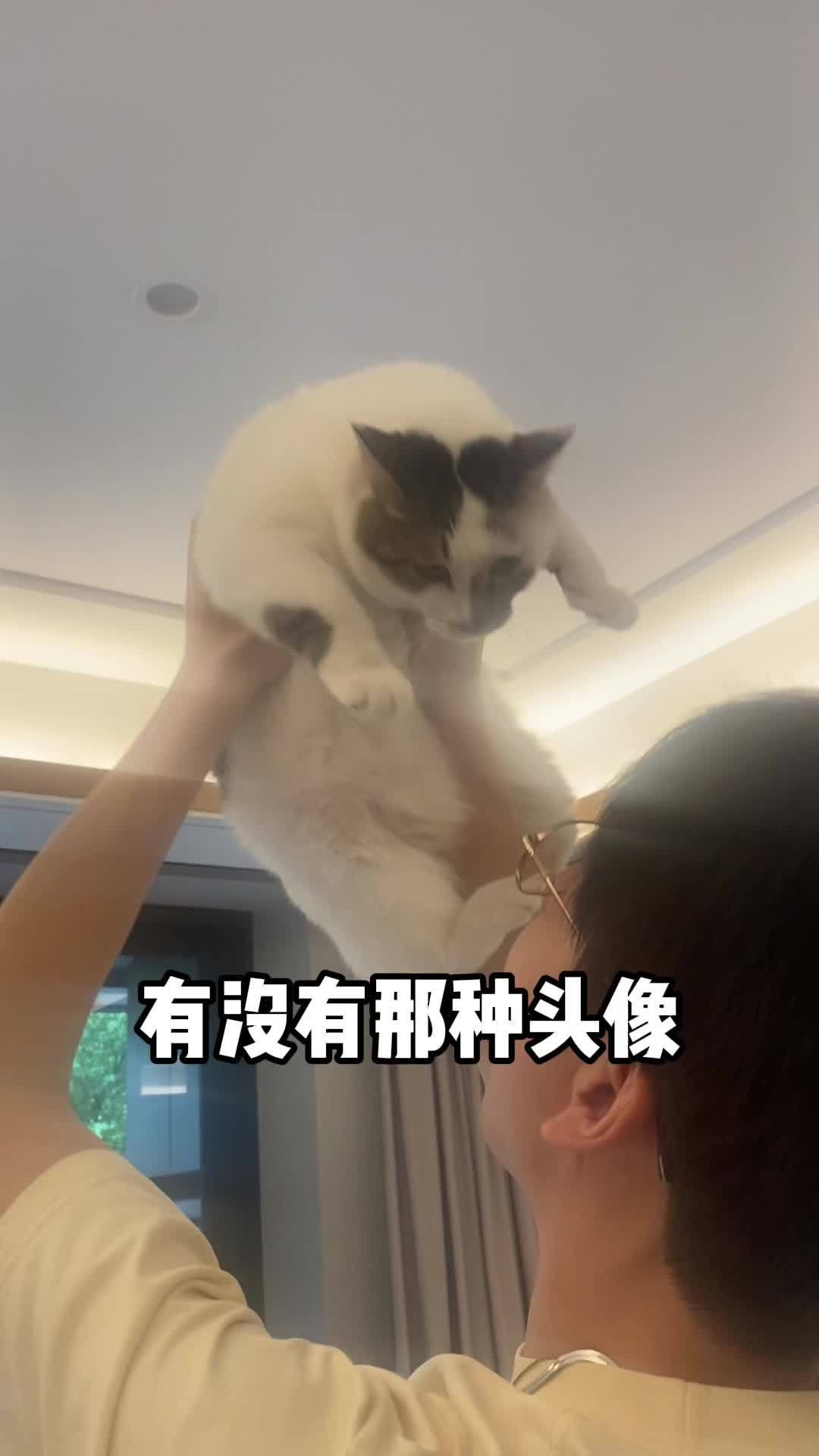 用了宝莲的头像,领导再没找过我#萌宠出道计划 #谁能拒绝傻憨憨的小...