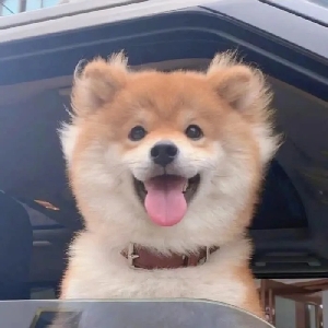 不爱蘸醋的生煎包 