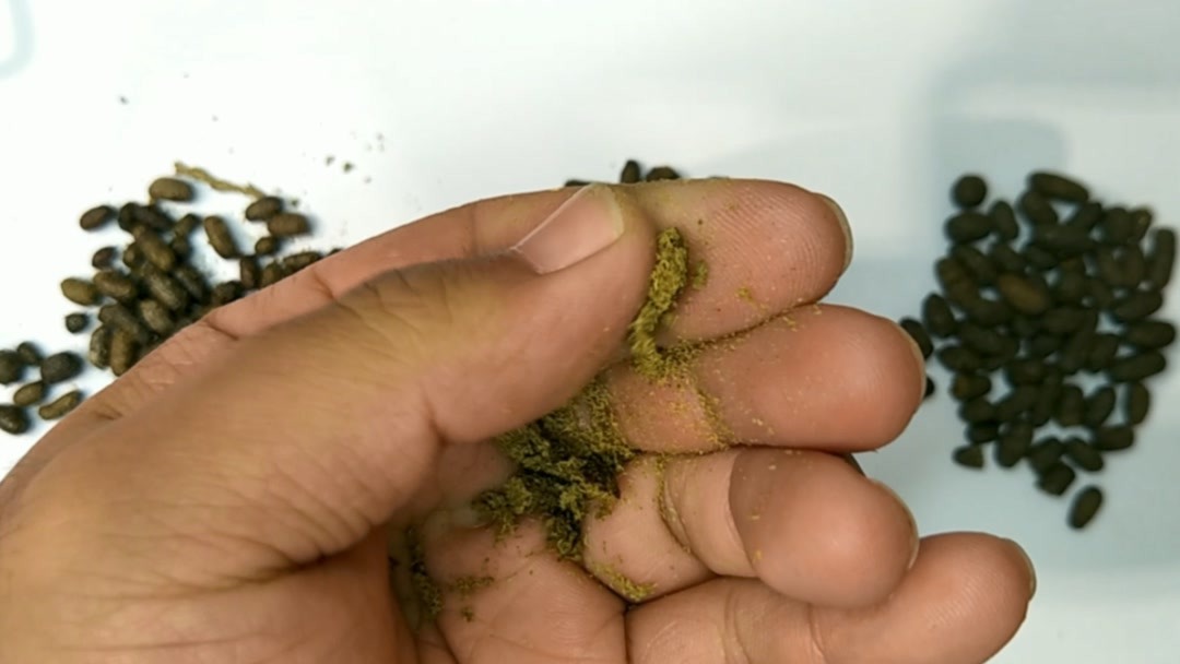 揭秘系列——五灵脂:老鼠屎居然也有人造假?原来能卖几十元/KG