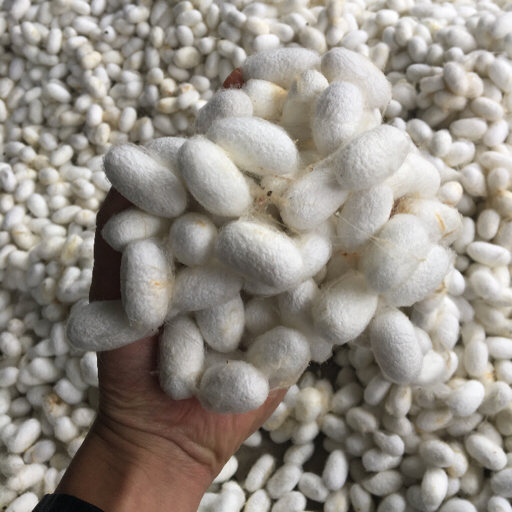 蚕小哥 
