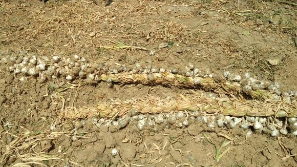 农村新大蒜下来啦,农民教你用25分钟就能编成长1.5米的大蒜辫子