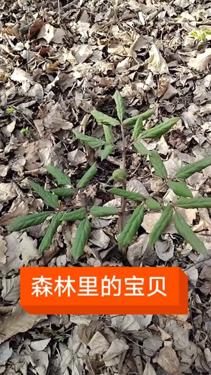 今天去森林里采山,遇到了赤芍,它的根部具有清热凉血,散瘀...