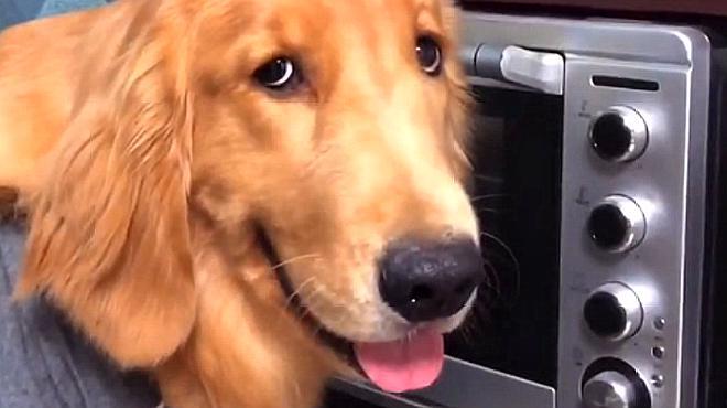 主人银行卡被冻结,金毛自作聪明竟放进微波炉解冻,结局忍住别笑