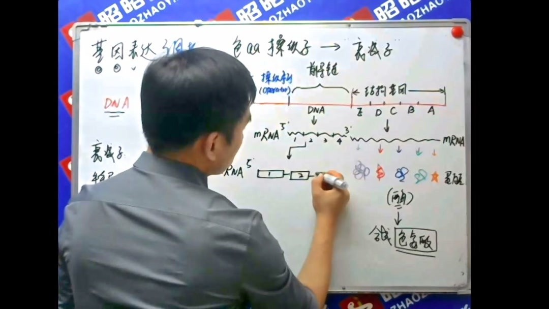 昭昭老师西综考研 色氨酸操纵子(衰减子、色氨酸、基因表达)