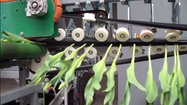 鲜花包装流水线,机械化操作,这效率真高