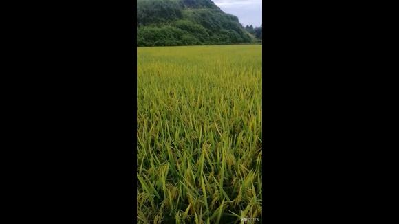 水稻快成熟了,丰收的喜悦