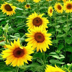 日月星辰的美好分享 