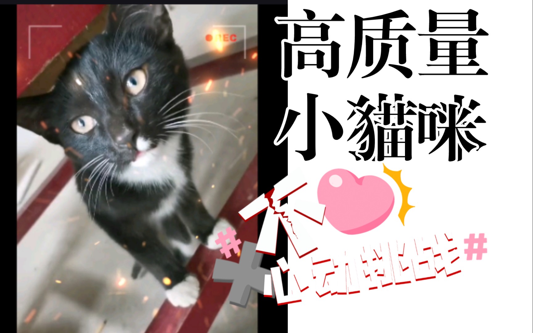 高质量小猫咪撒娇视频