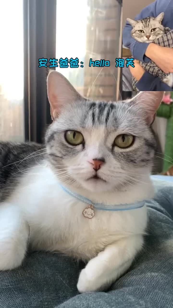 泡芙和安生一起种了猫草期待发芽哦