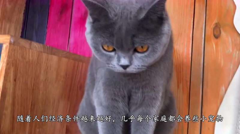 猫咪认认真真给主人按摩,网友:这家庭按摩师太敬业了