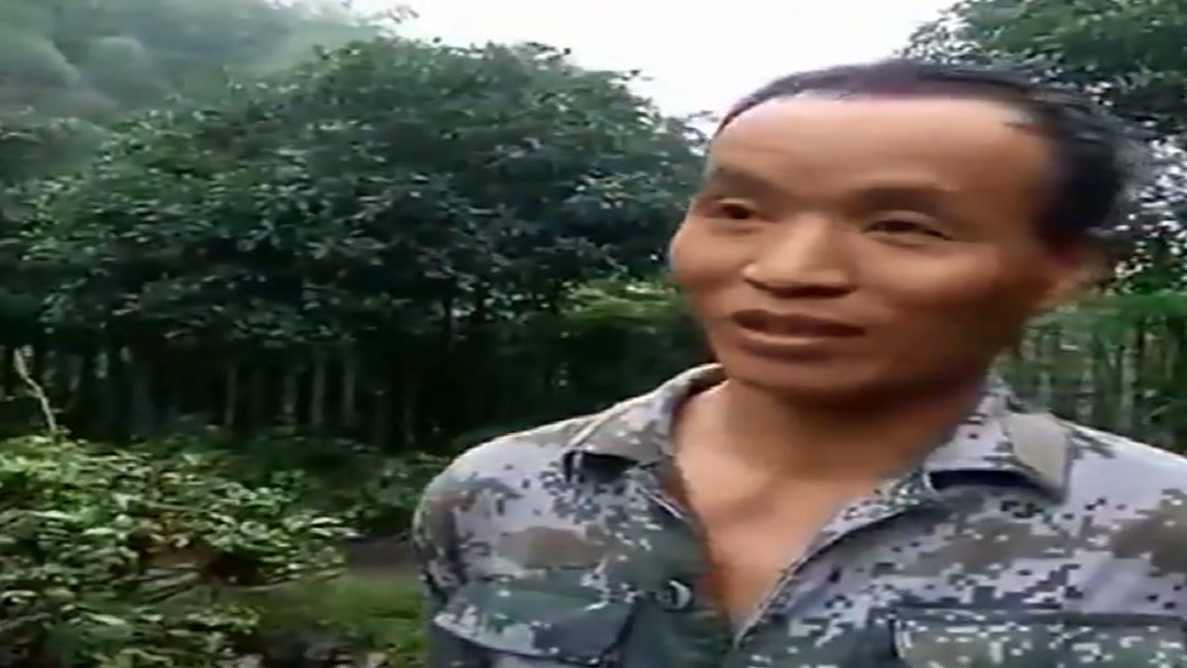 林场发展林下经济,带动当地贫困户种植竹荪,脱贫致富