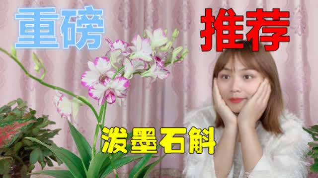 办公室养花的最佳搭配,花朵就像泼墨山水画,一年开花12个月