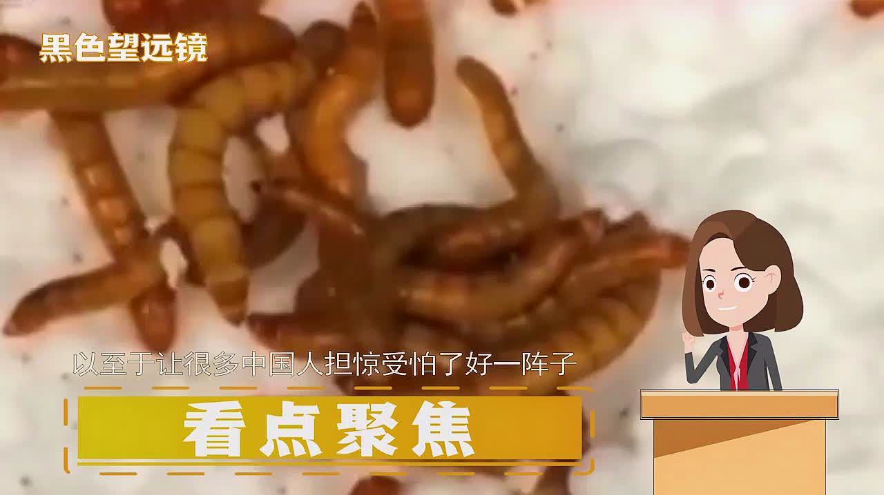 中国科学家发现"吃垃圾"的虫子,吃完塑料还能炒菜吃