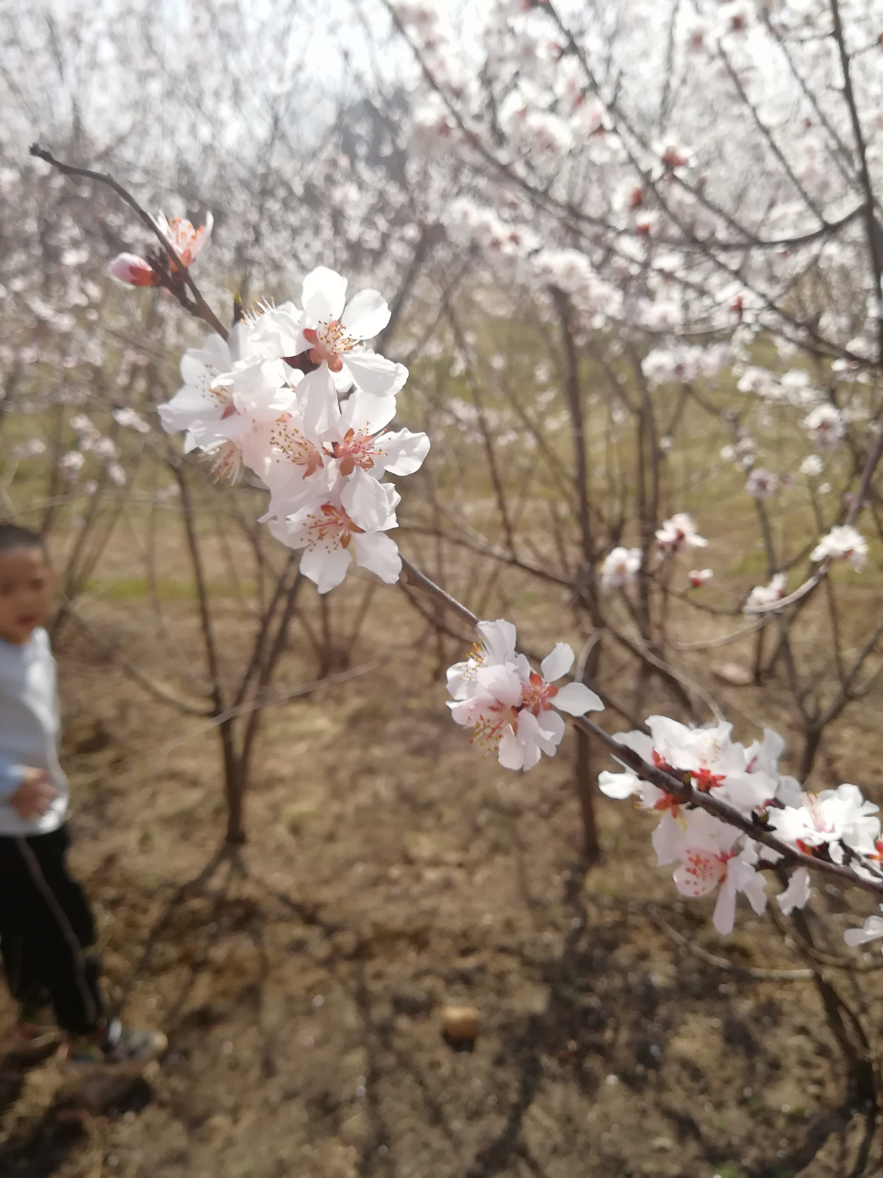 嘟嘟的情感人生 