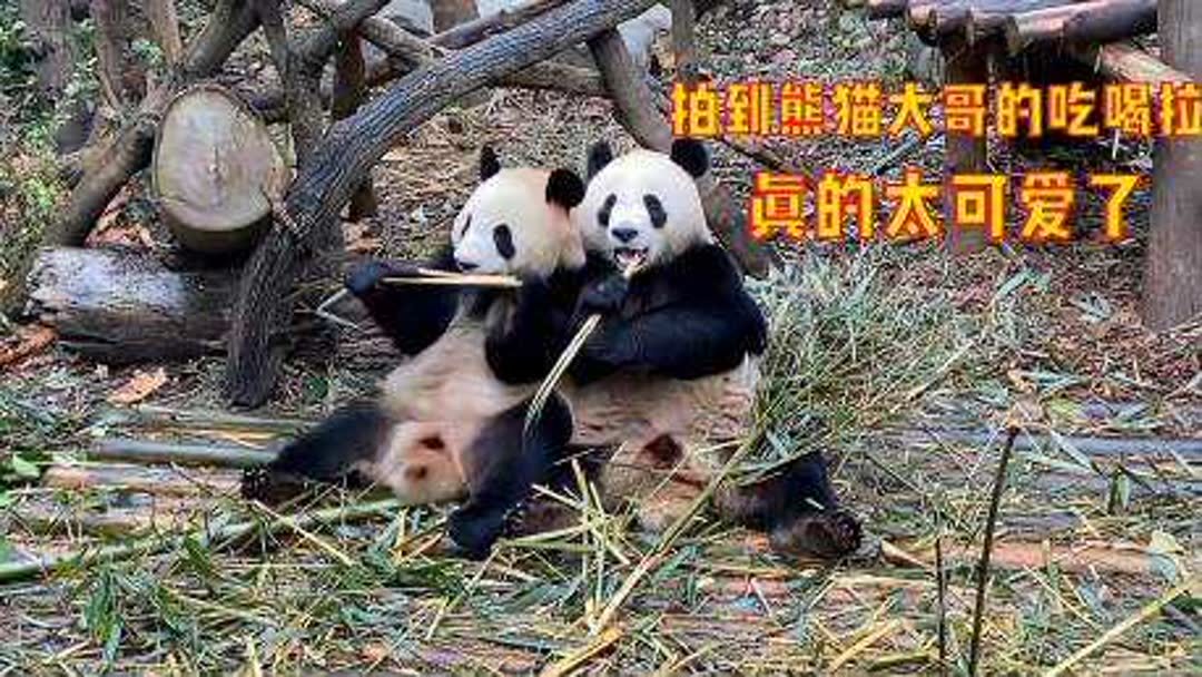 游玩成都熊猫繁育研究基地,了解国宝从出生到成长的过程,可爱~