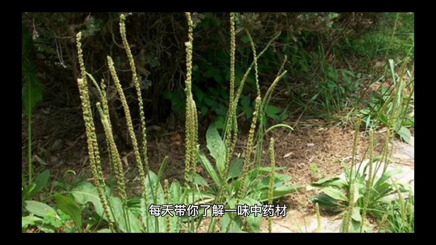 车前草有什么功效和作用,都来看看