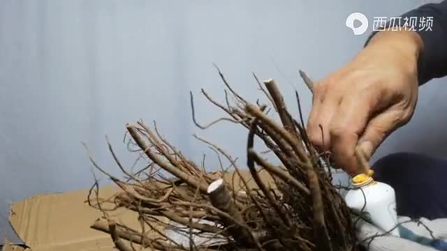 牡丹花怎样栽种?栽种牡丹季节选择很重要!很实用!快来看看