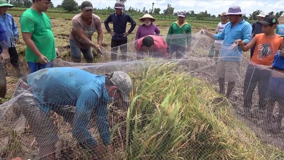 水稻收割只剩最后一撮,村民们集体围捕抓野味,收获感人!