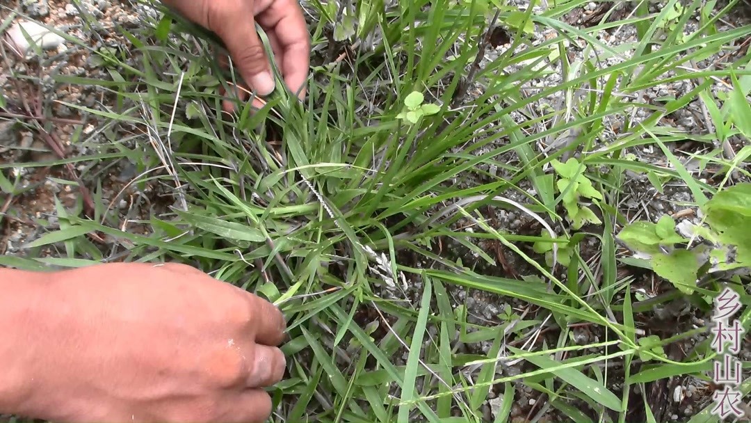农村这种牛筋草,用途真多,大家认识一下吧