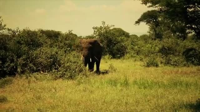 大象的交流方式多种多样,甩象鼻和推搡代表训诫,跺脚是传递信息