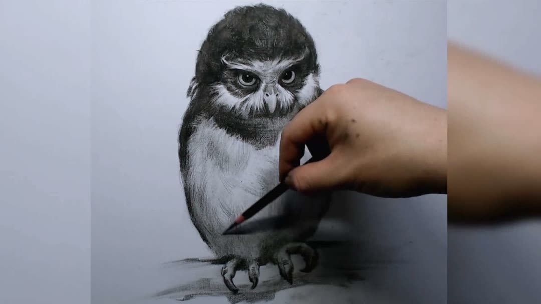 素描动物绘画示范 猫头鹰